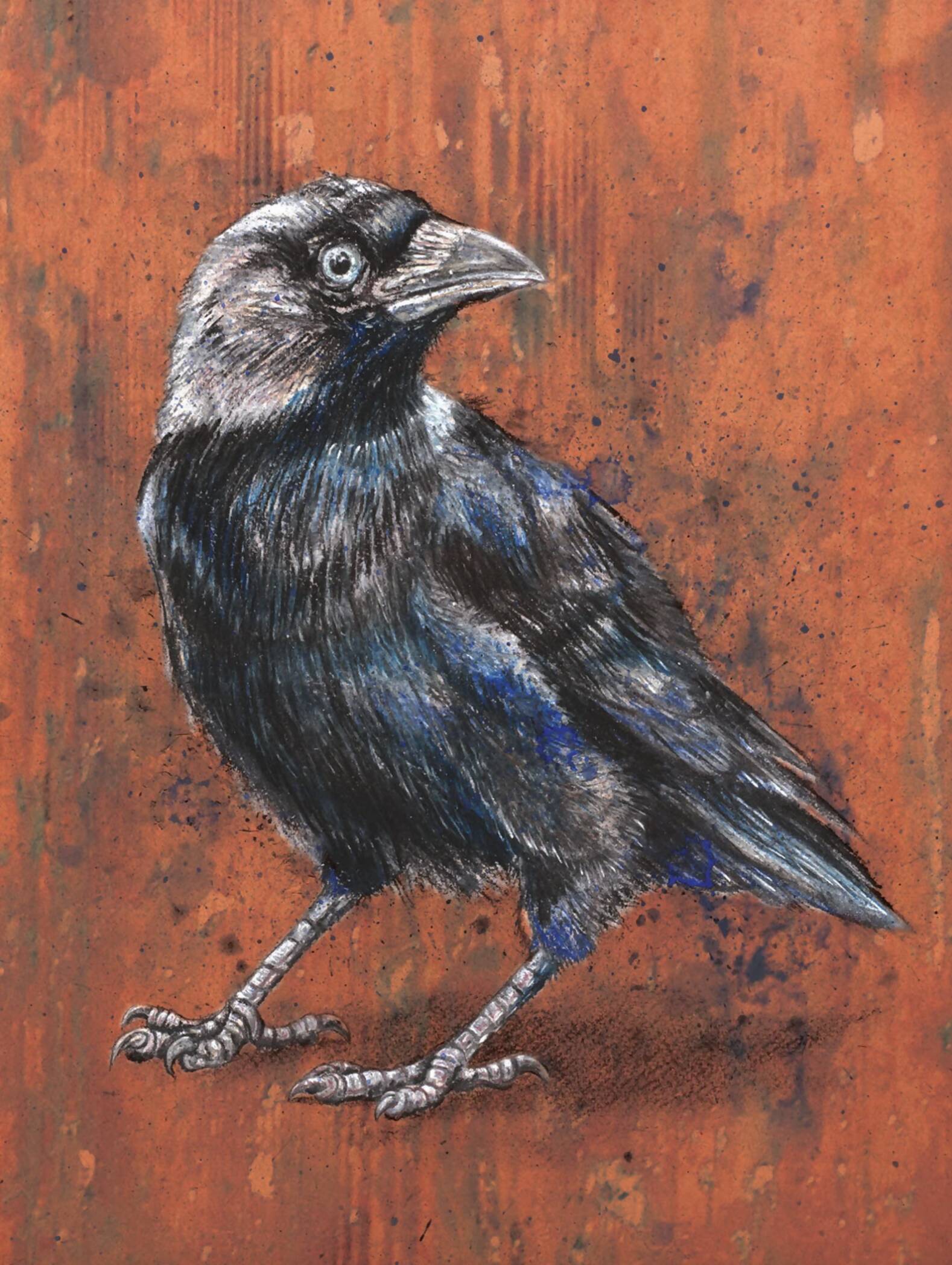 Jackdaw Unframed A4 Giclee Print – Scottish Design Exchange